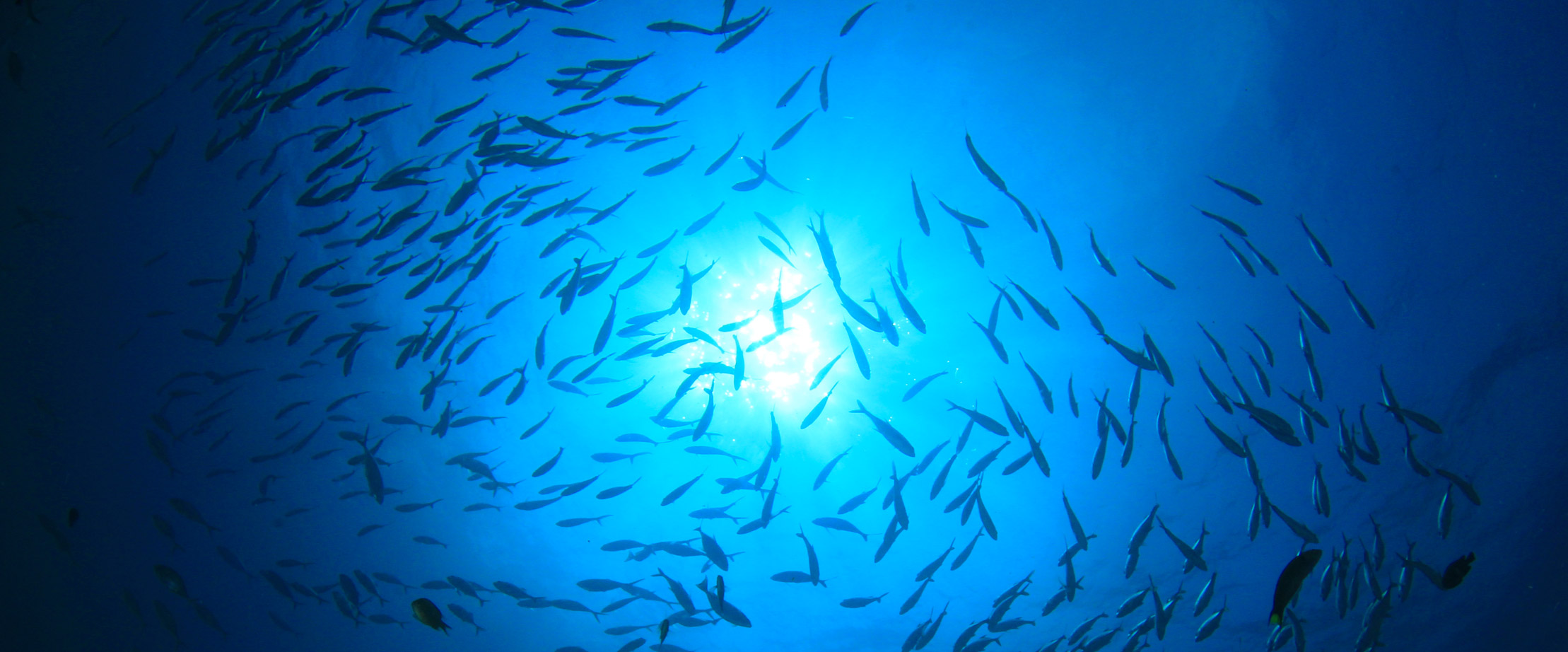 Vers une pêche durable?